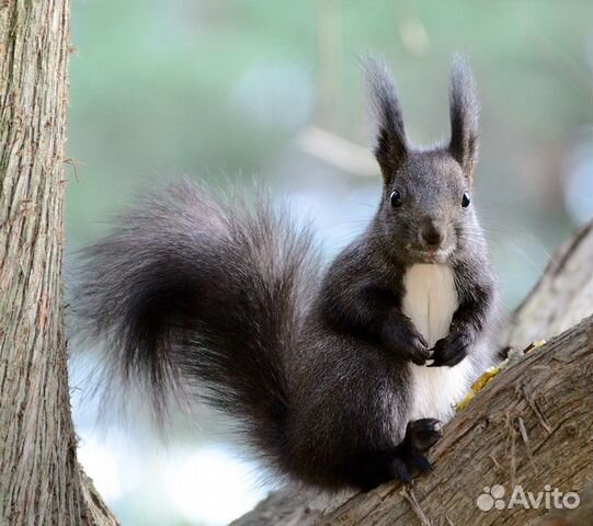 Белка Бльчата