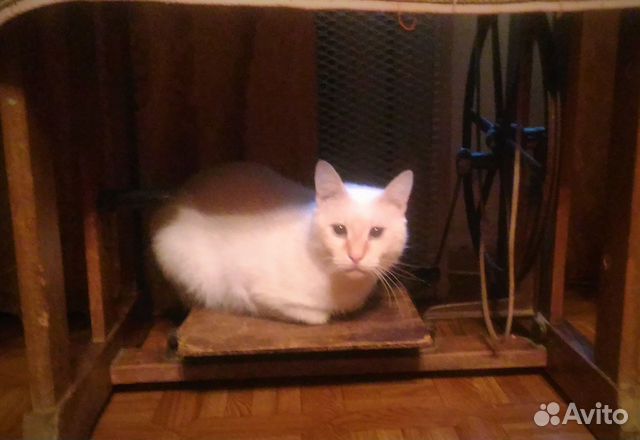 Персик - тайский кот ред-пойнт в хорошие руки