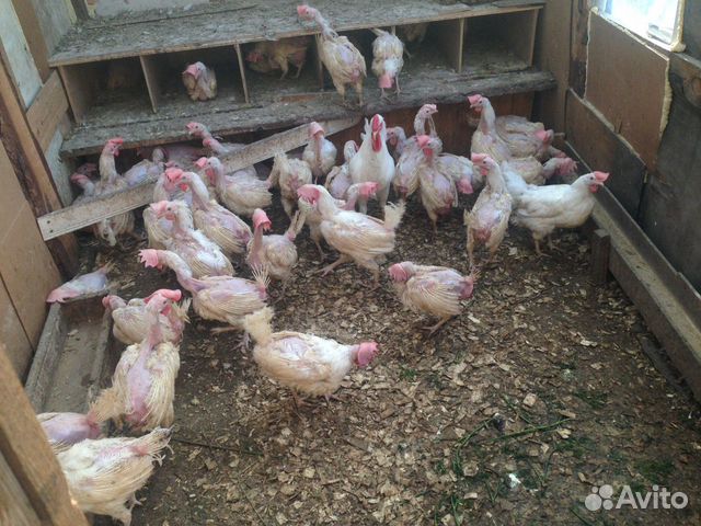 Куры (несушки,молодые)