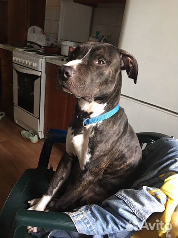 Стафф 10 месяцев