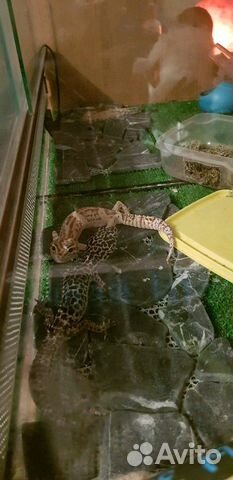 Эублефарчики