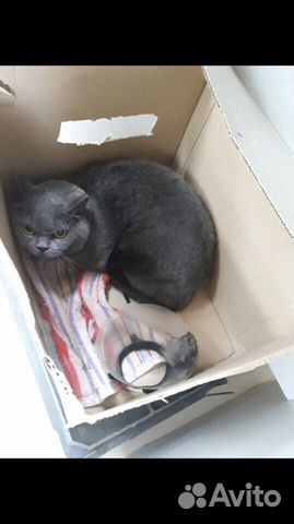 Кошка молодая британская