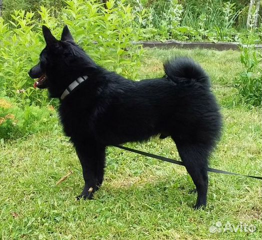 Шипперке - Бельгийская маленькая овчарка