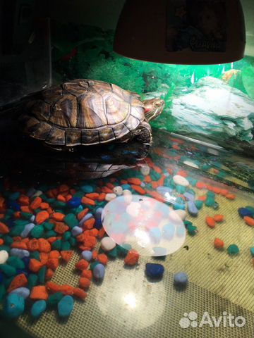 Продам черепашку с аквариумом
