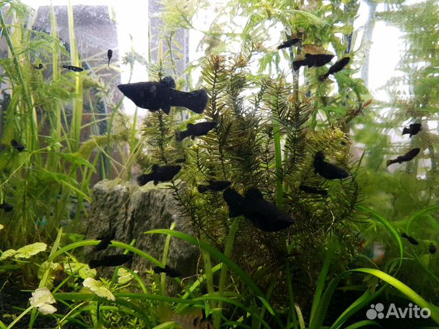 Молинезия рыбка аквариумная