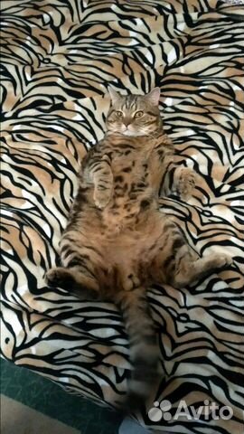 Котик на вязку