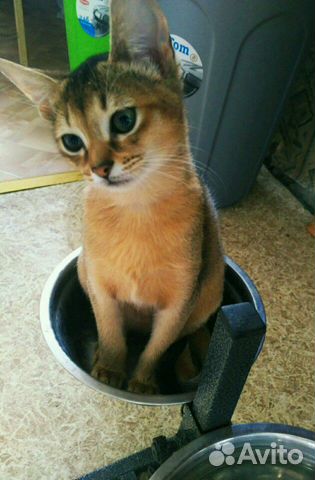 Котята абиссинцы девочки и мальчики 3,5 месяца