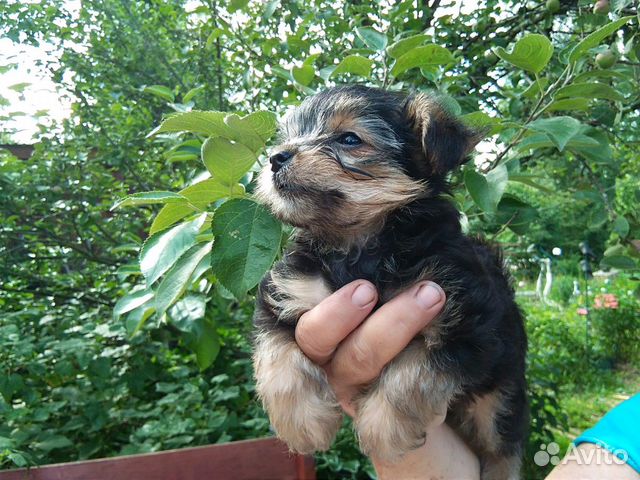 Щенок Йорка метис
