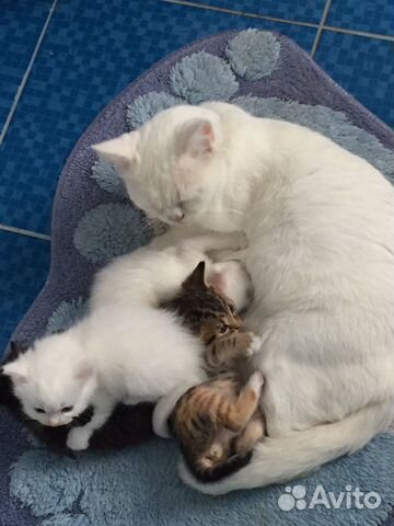 Котята метисы британские