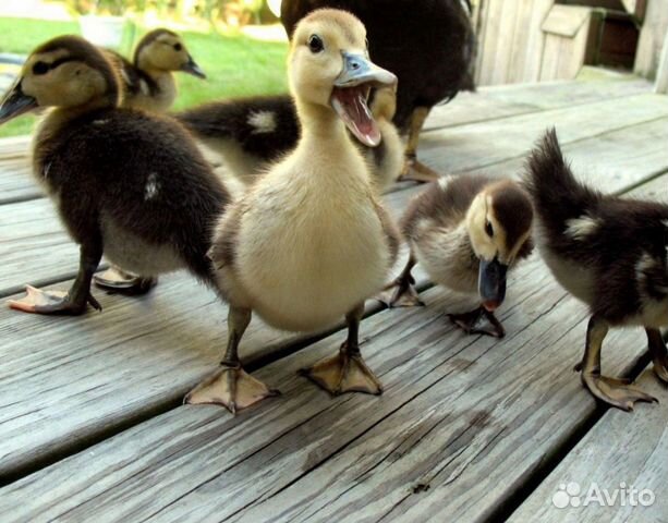 Продаются индоутята коричневые суточные и 20 суточ