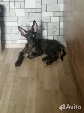 Весёлый щенок Джано ищет лучший в мире дом