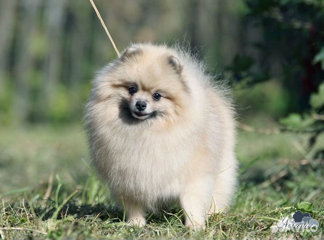 Продаются померанцы волчьего окраса