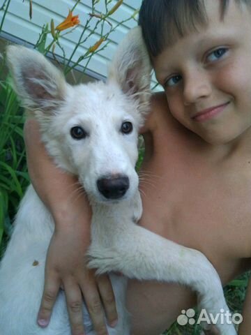 Классная девчуля ищет хозяев/друзей