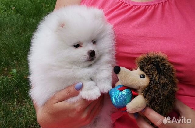 Белоснежка