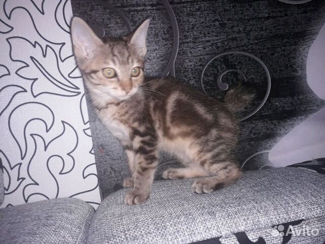 Маленькие рыси