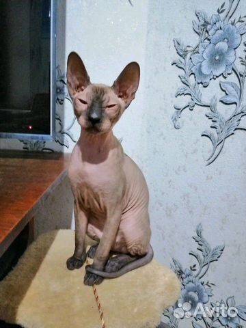 Донской сфинкс