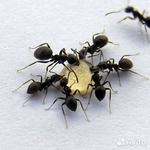 Матка муравья lasius niger