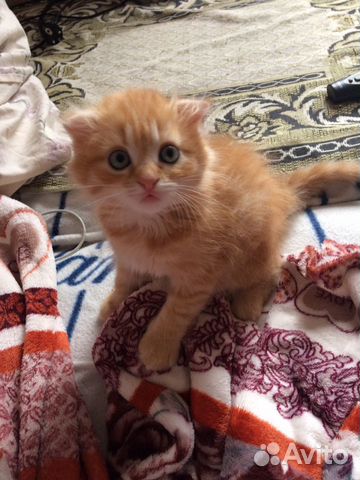 Котятки