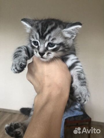 Отдам котёнка-мальчика в любящую семью