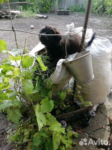 В добрые руки щенок