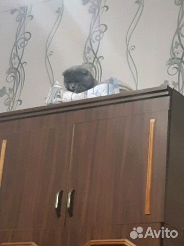 Котик ищет даму для вязки