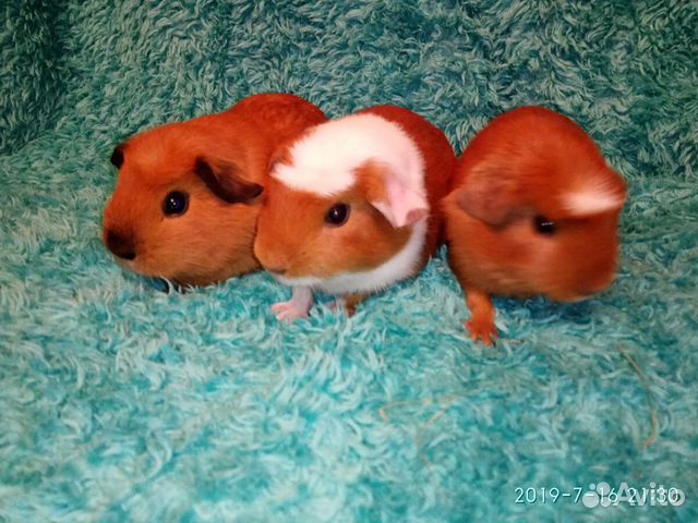 Малыши крестеды американские, цветные и калифорния