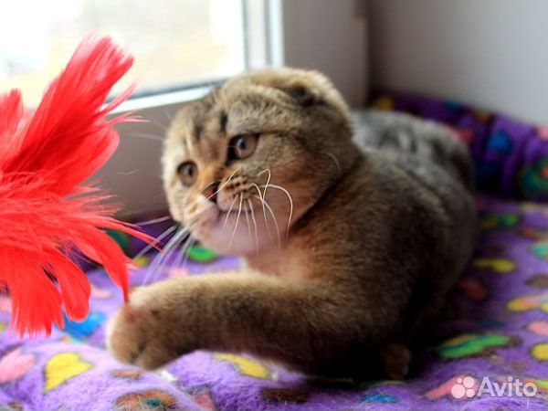 Никас - чёрный тикированный котик скоттиш-фолд