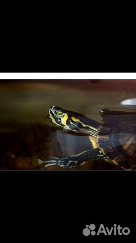 Желтоухие черепахи