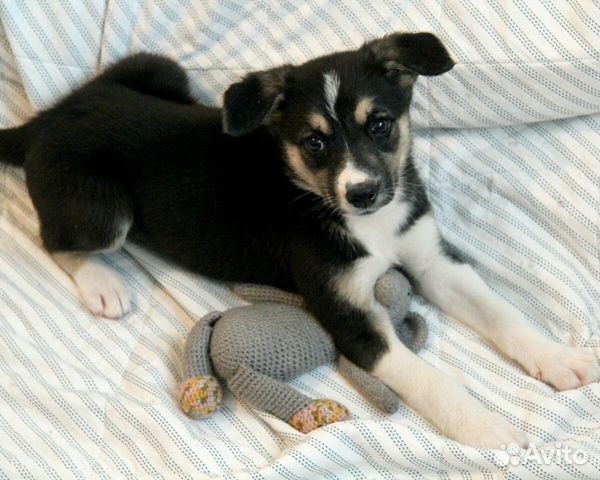 Щенок в дар