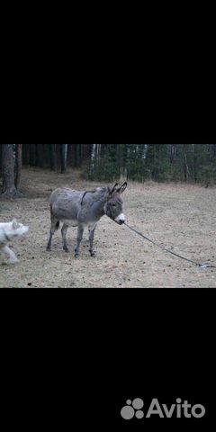 Осел