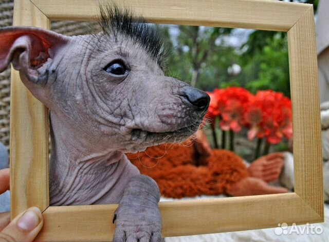 Щенок ксолоитцкуинтли