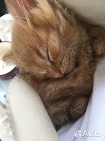 Сибирский котёнок
