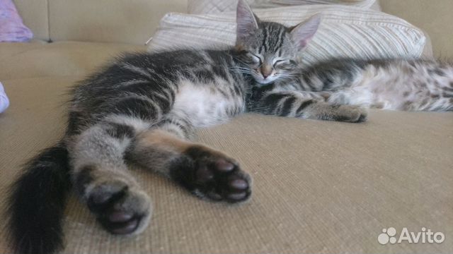 Котенок Кирюша