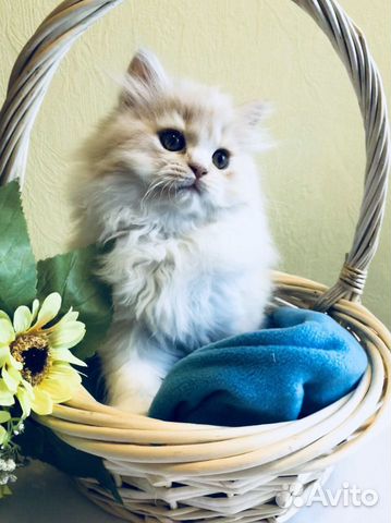 Персидский котёнок