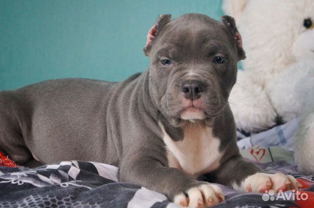 Голубой кобель амбулли