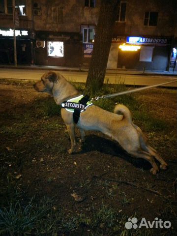 Американский шарпей