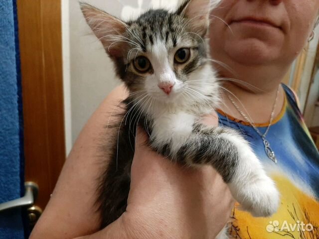 Отдаю котейку в добрые руки