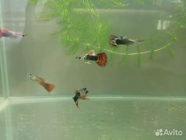 Самцы гуппи