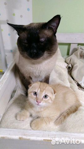 Котенок