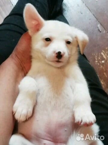 Отдам в добрые руки