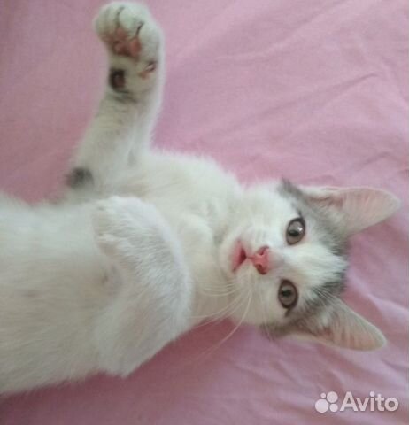 Отдам котят
