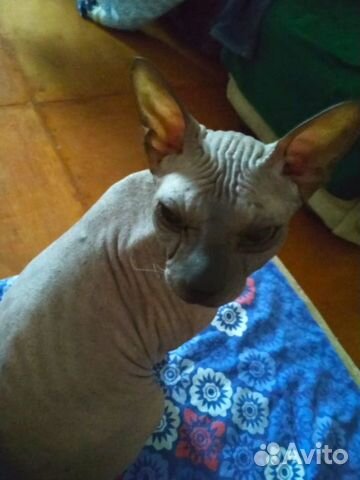 Отдам сфинксов