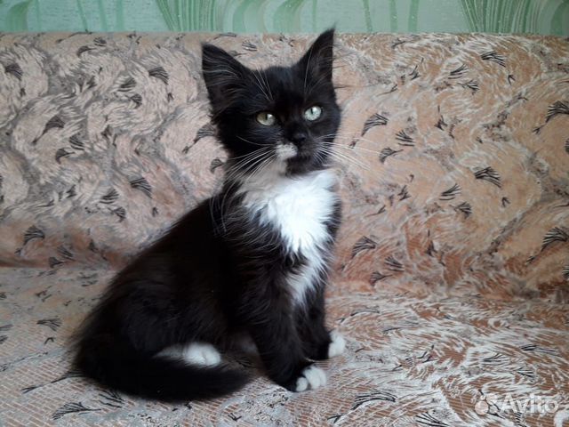 Котенок девочка 2,5 мес Маруся