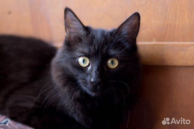 Кошечка в дар