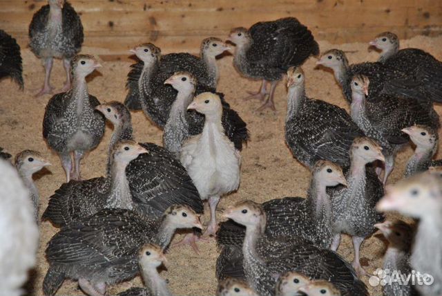 Подрощенные индюшата