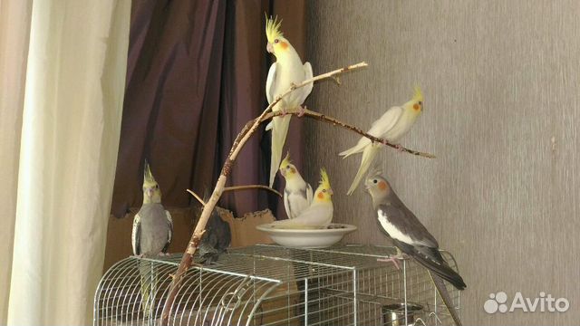 Птенцы кореллы