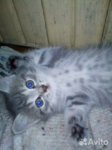 Три девчульки-красотульки