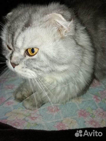 Отдам кота в добрые руки