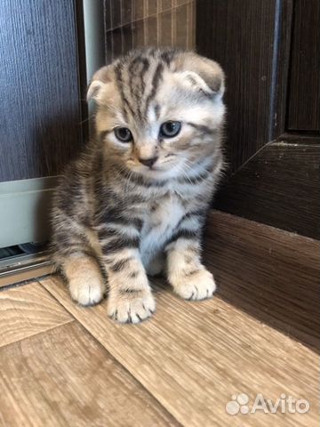 Шотландские котята