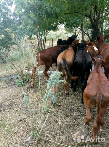 Телята 4 5 месецов